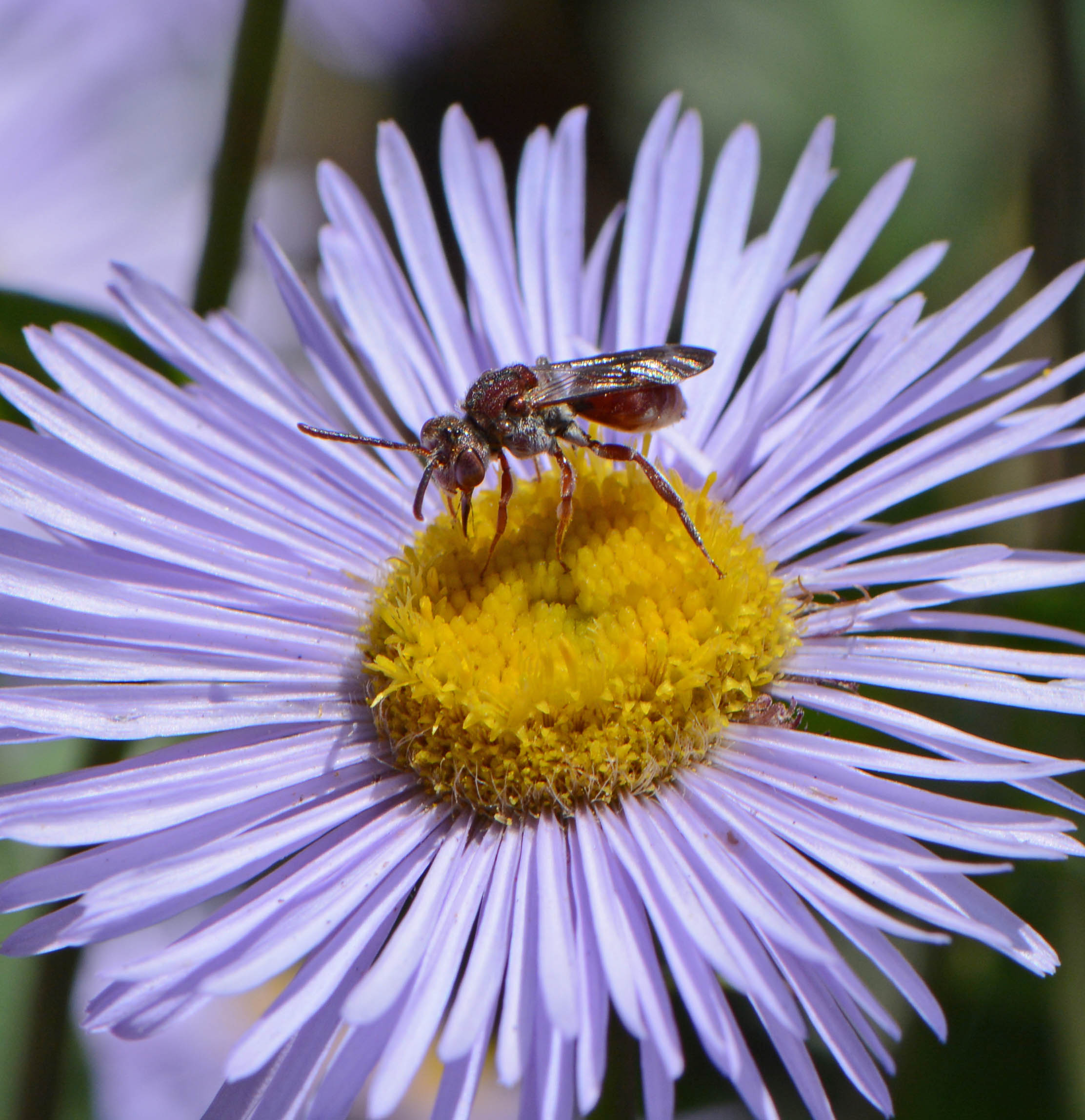 Cuckoo Bee | Applewood Seed Company