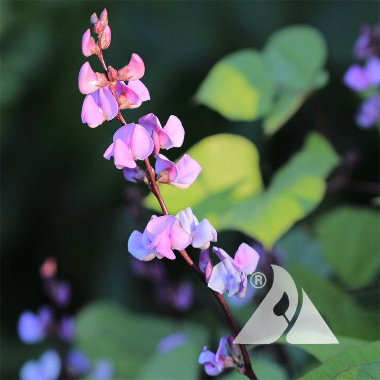 Hyacinth Bean, Purple (Lablab purpureus) | Applewood Seed Company