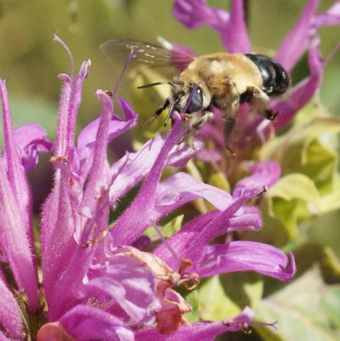 Digger Bee on MFIS | Applewood Seed Company