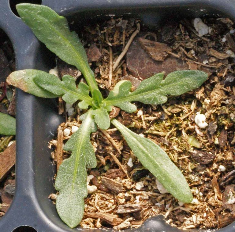 Dwarf Helenium (Helenium amarum) | Applewood Seed Company