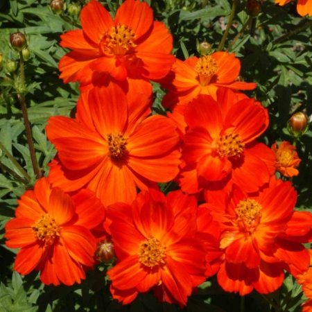 Dwarf Red Sulphur Cosmos (Cosmos sulphureus) | Applewood Seed Co.