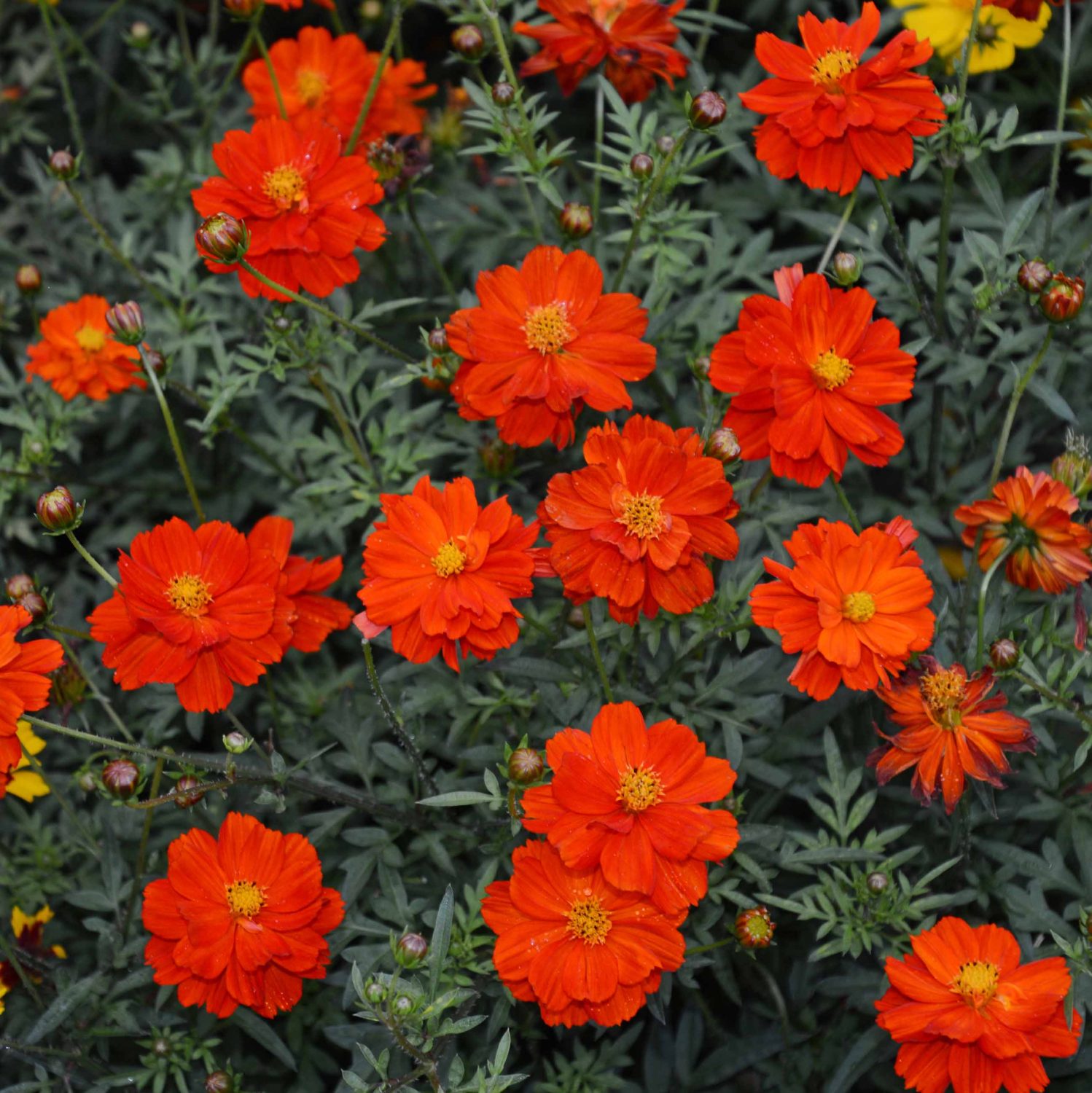Dwarf Red Sulphur Cosmos (Cosmos sulphureus) | Applewood Seed Co.