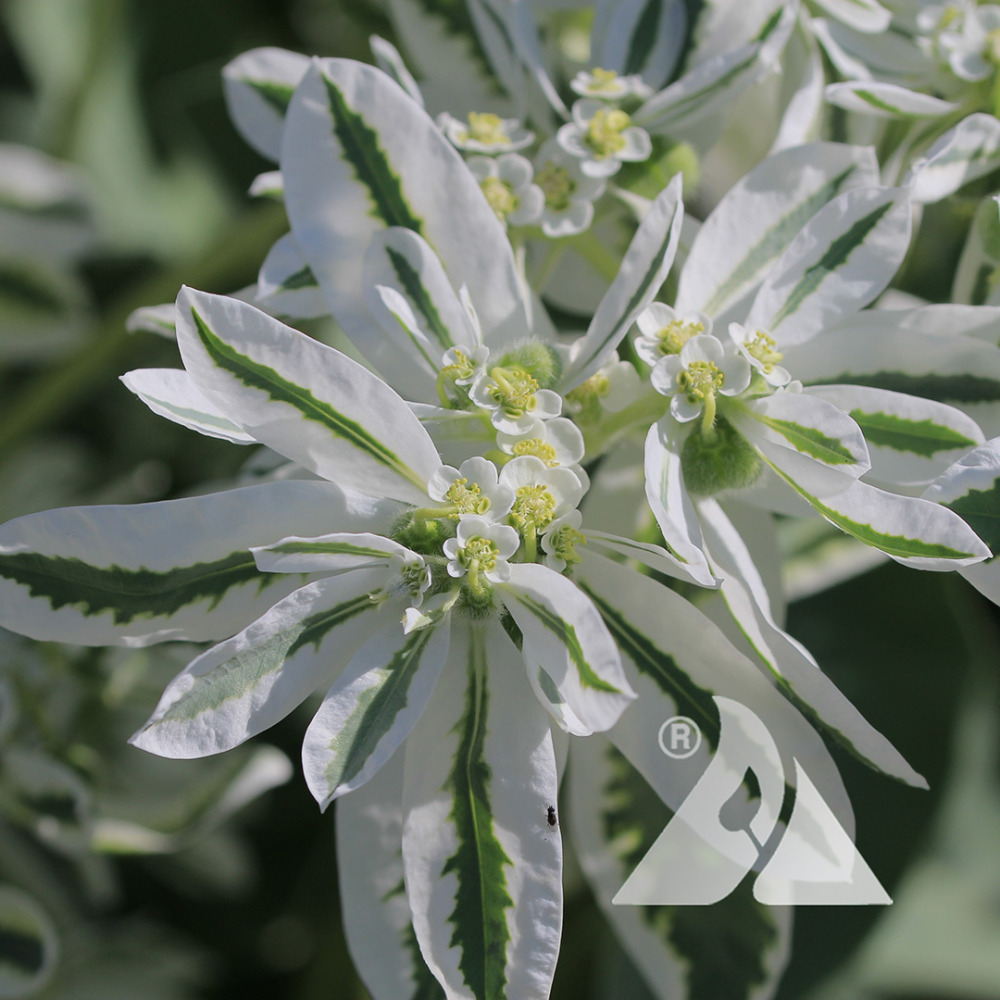 Snow on the Mountain (Euphorbia marginata) | Applewood Seed Co.
