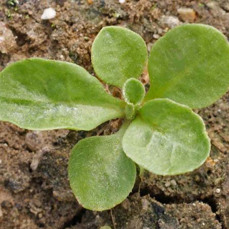 Single White English Daisy (Bellis perennis) | Applewood Seed Company