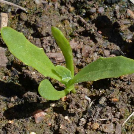 Flake African Daisy (Dimorphotheca sinuata) | Applewood Seed Company