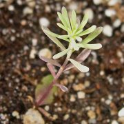 Lewis Flax (Linum lewisii) | Applewood Seed Company