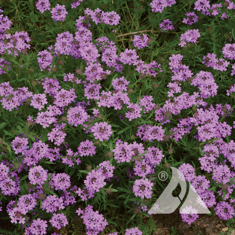Dakota Mock Vervain (Glandularia bipinnatifida) | Applewood Seed Company