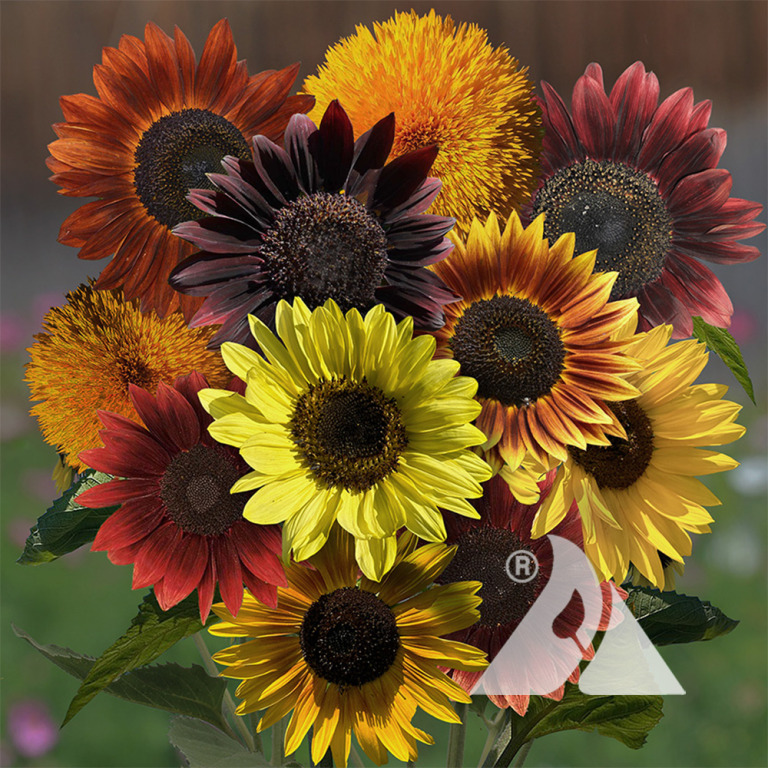 Sunflower Formula Mix (Helianthus annuus) | Applewood Seed Company