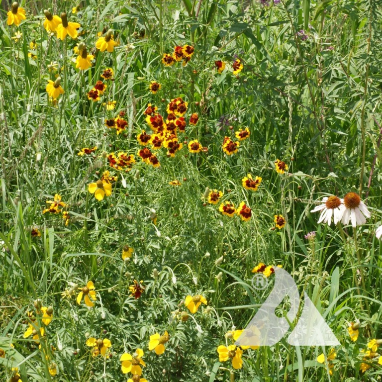 High Plains Solar Pollinator Buffer Mix | Applewood Seed Company