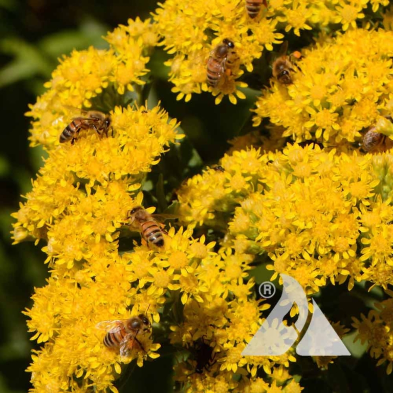 September is National Honey Month! | Applewood Seed Company