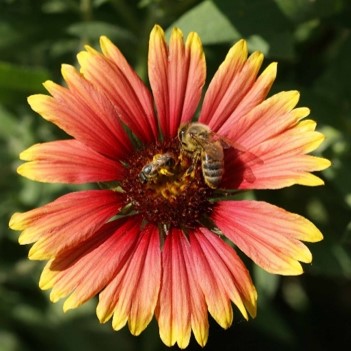 Flowers for Honey Bees and Wild Bees in the Prairie Pothole Region ...