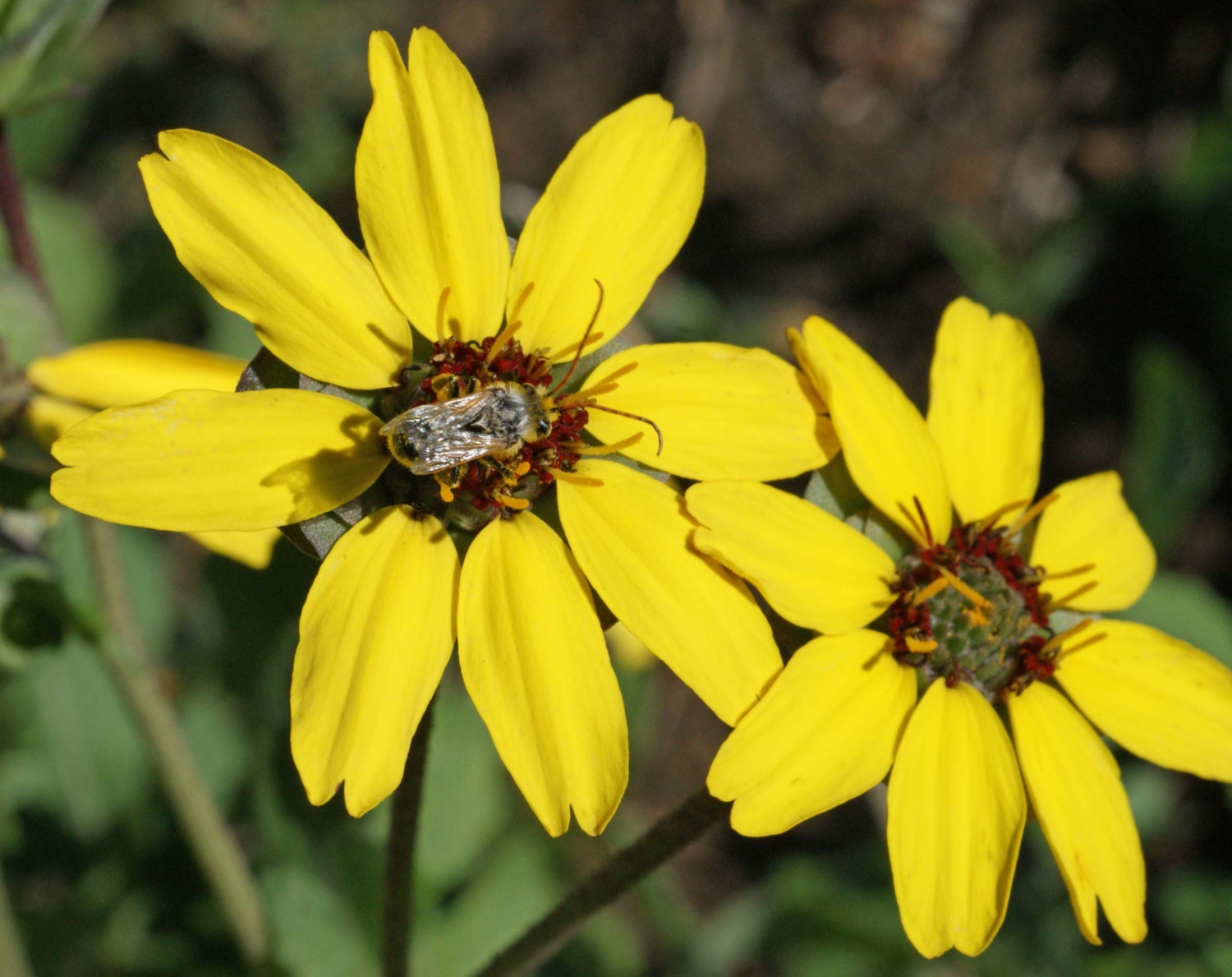 Biodiversity Series on Natives Bees | Native Bee Group: Solitary Bees ...