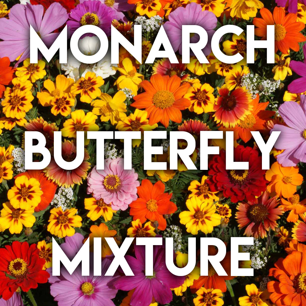 Monarch Butterfly Mix | Applewood Seed Company