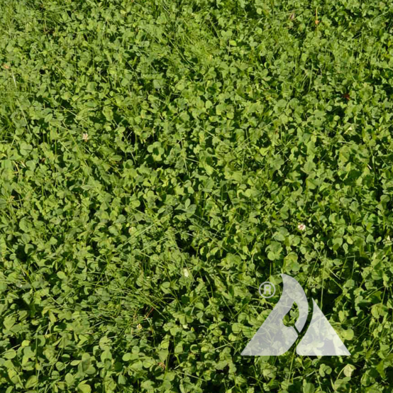 EcoEase Microclover and Fescue Lawn Mix|Applewood Seed Company