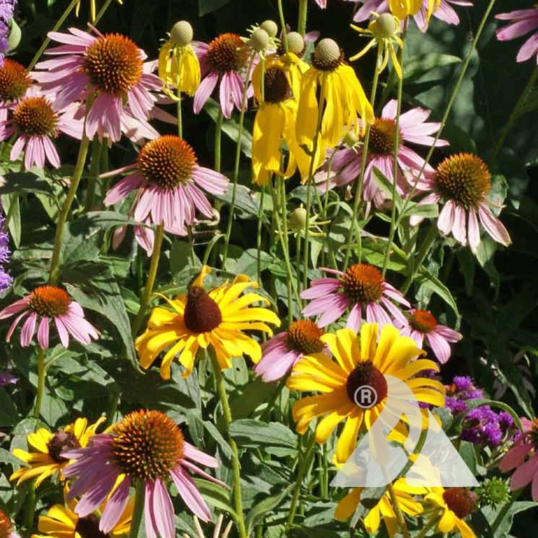 Midwest Solar Pollinator Buffer Mix | Applewood Seed Company