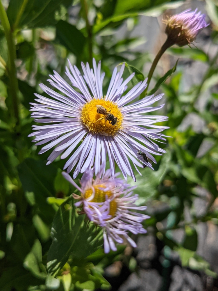 Celebrating Colorado Pollinator Month | Applewood Seed Company