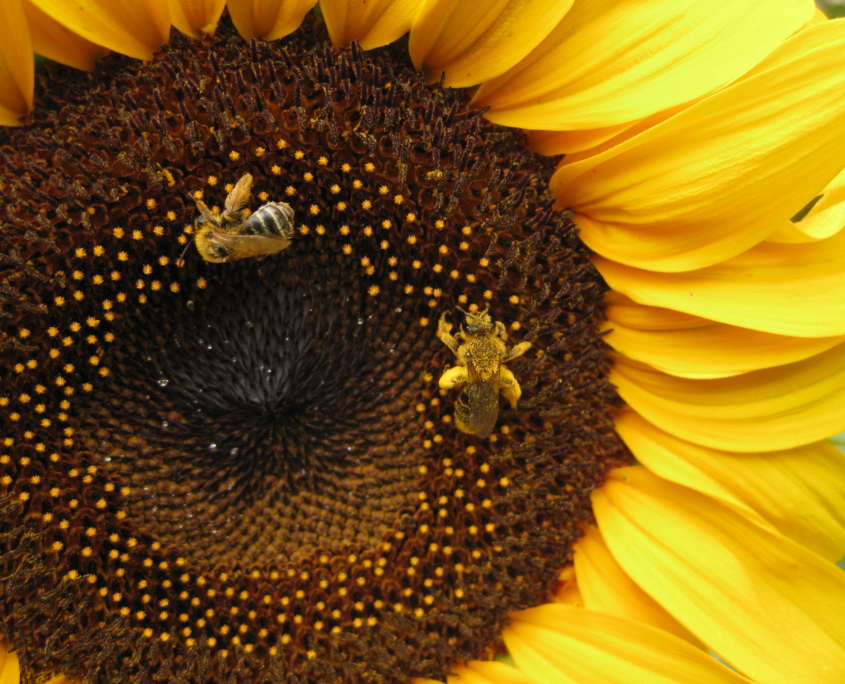 Citizen Science Programs for National Pollinator Month | Applewood Seed ...