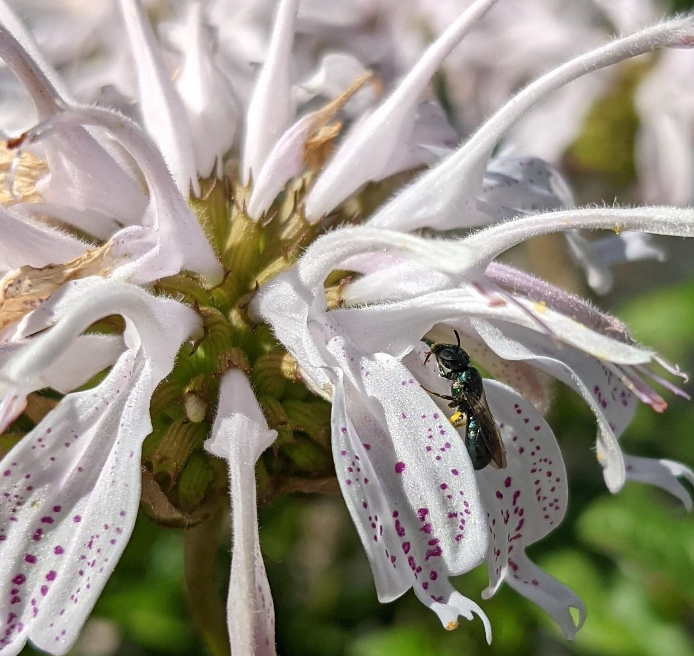 Celebrating Colorado Pollinator Month | Applewood Seed Company