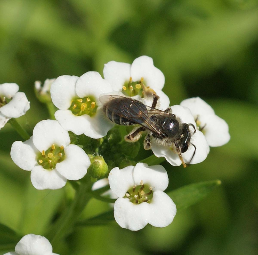 Biodiversity Series on Natives Bees | Native Bee Group: Solitary Bees ...