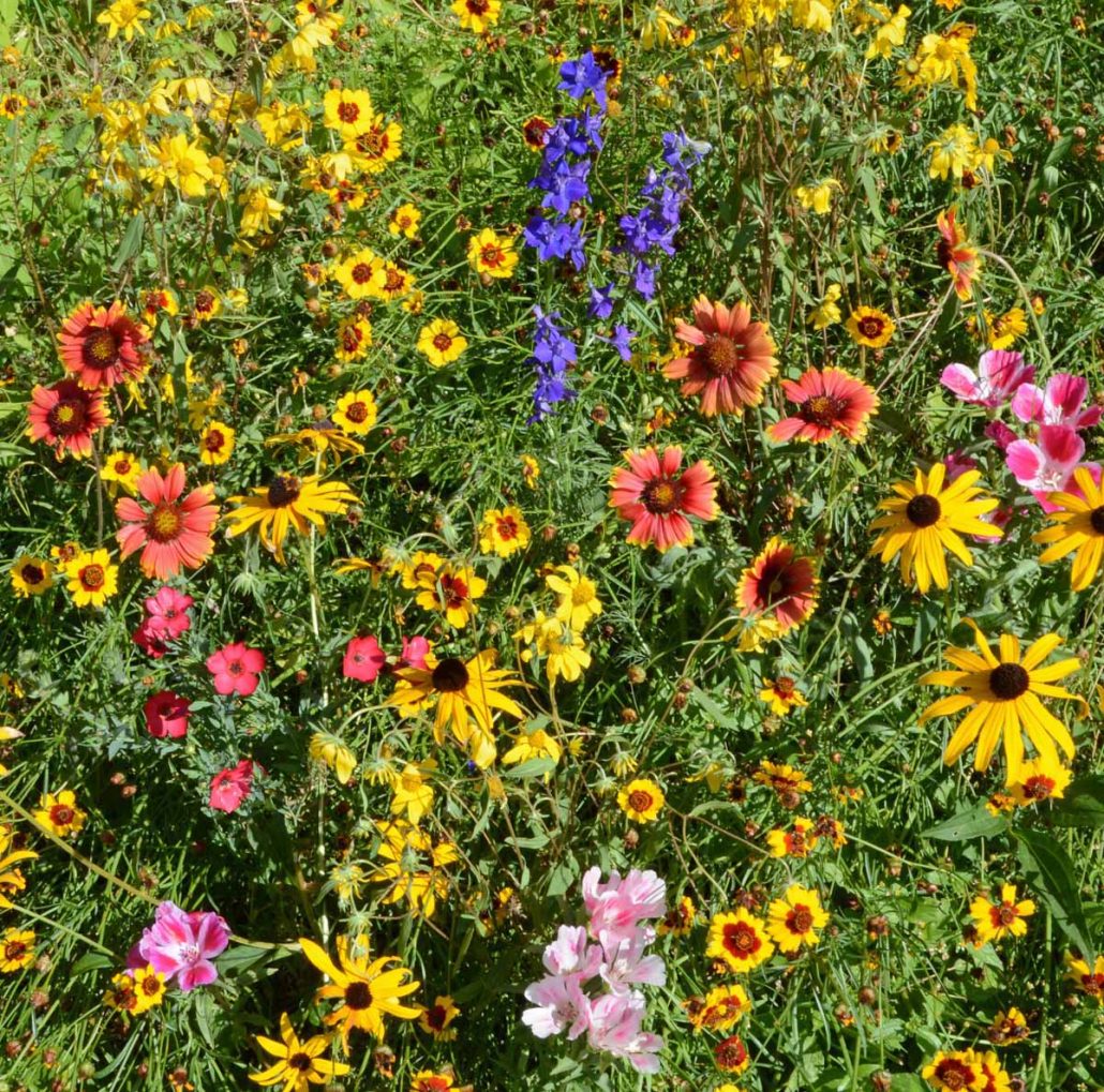 Mountain Wildflower Grow Wild Seed Mix | Applewood Seed Co.