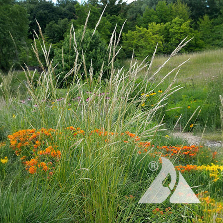 Grass Seeds | Applewood Seed Company