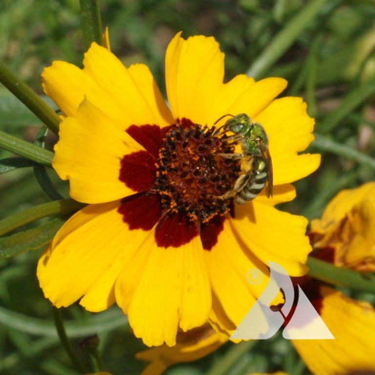 Solar Farm Seed Mixes | Applewood Seed Company