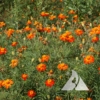 Nematode Control Marigold (Tagetes patula) | Applewood Seed Company