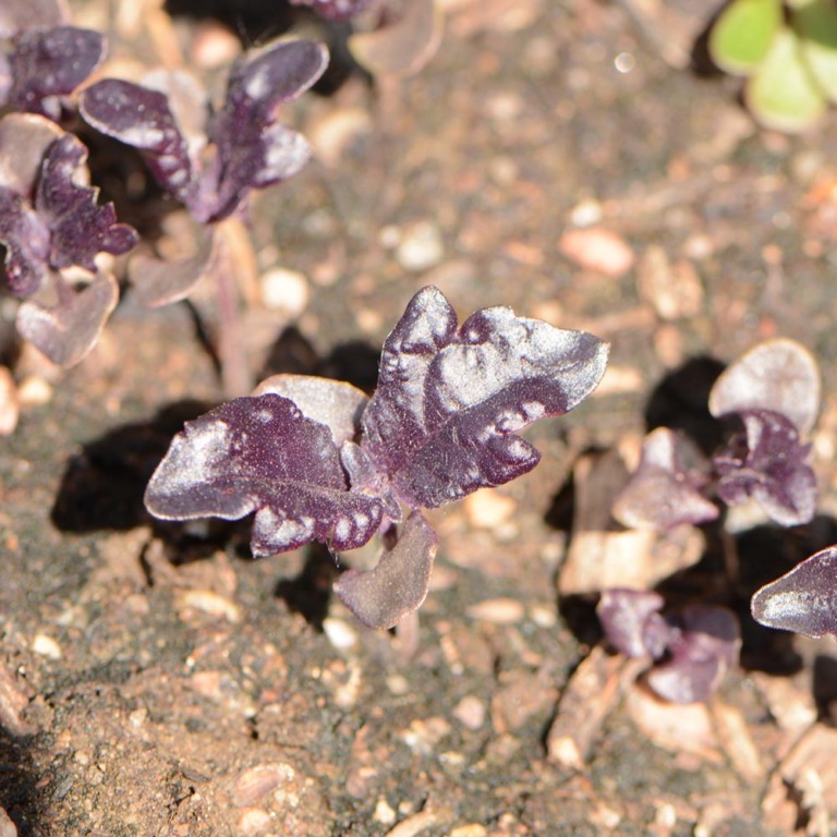 Sweet Basil Purple Ruffles (Ocimum basilicum) | Applewood Seed Co.
