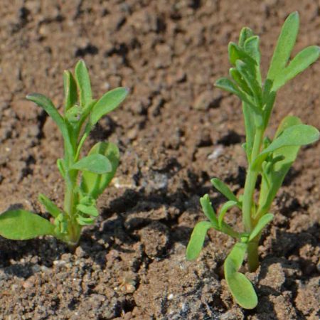 Paper Daisy (Helipterum roseum) | Applewood Seed Company