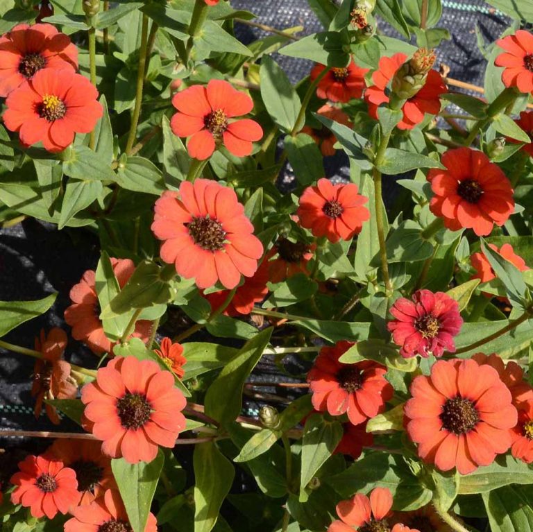 Peruvian Zinnia (Zinnia peruviana) | Applewood Seed Company