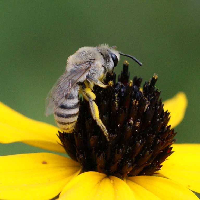 Biodiversity Series on Natives Bees | Native Bee Group: Solitary Bees ...