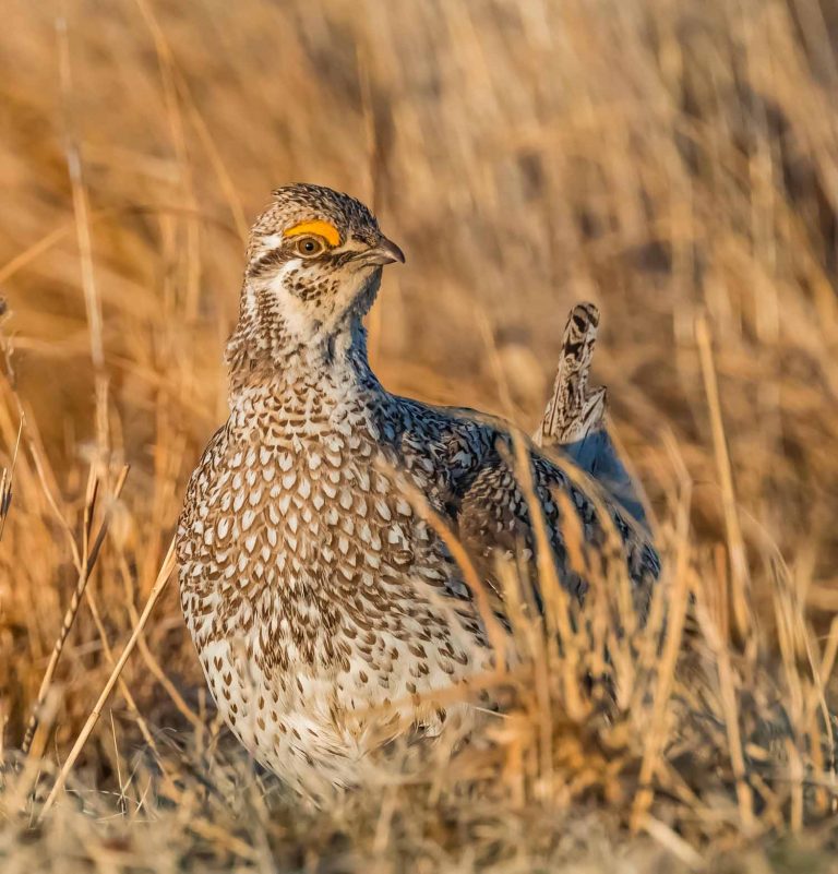 Sharp-tailed Grouse, Tympanuchus phasianellus, male dancing on a lek in ...