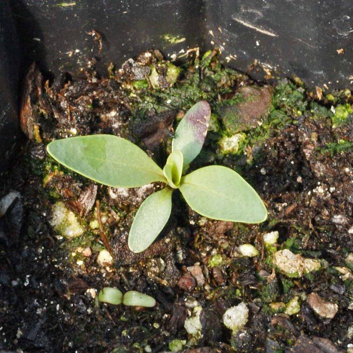 Shell Leaf Penstemon (Penstemon grandiflorus) | Applewood Seed Co.