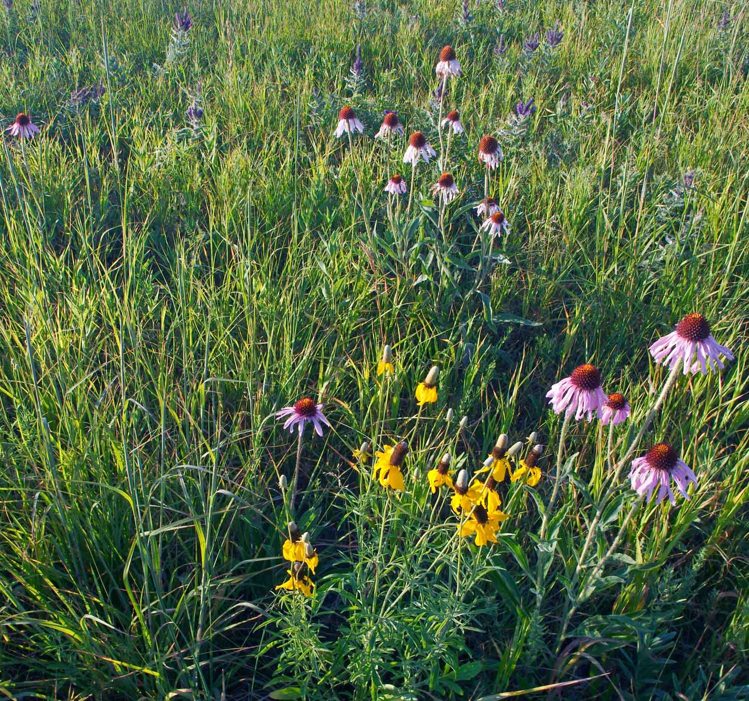 Shortgrass Prairie Mix including long-headed coneflower and purple ...