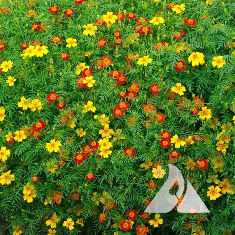 Signet Marigold Starfire Mix (Tagetes tenuifolia) | Applewood Seed Co.