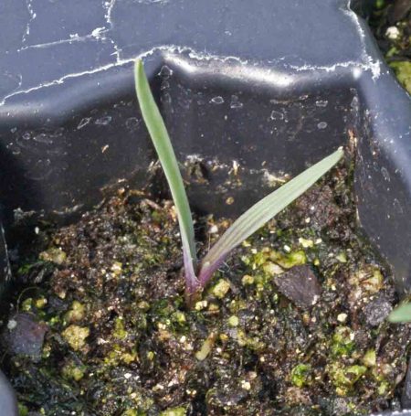 Ohio Spiderwort (Tradescantia ohiensis) | Applewood Seed Company