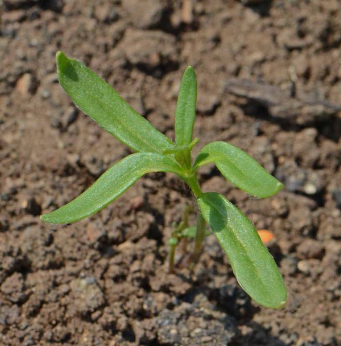Spurred Snapdragon Northern Lights(Linaria maroccana)|Applewood Seed