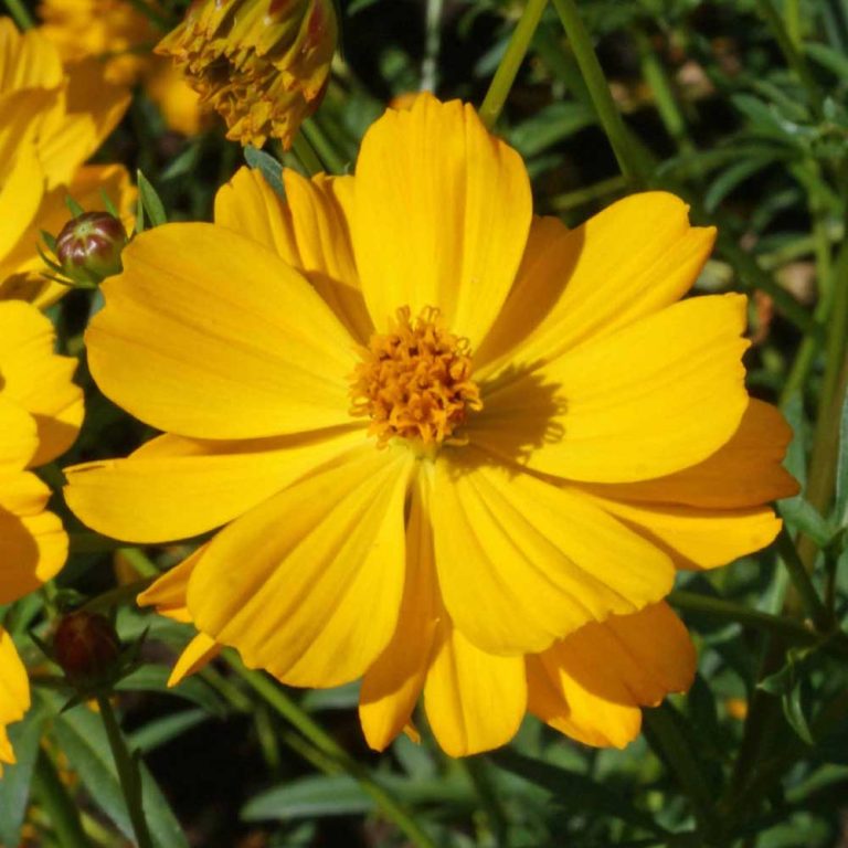 Sulphur Cosmos Crest Gold (Cosmos sulphureus) | Applewood Seed Co