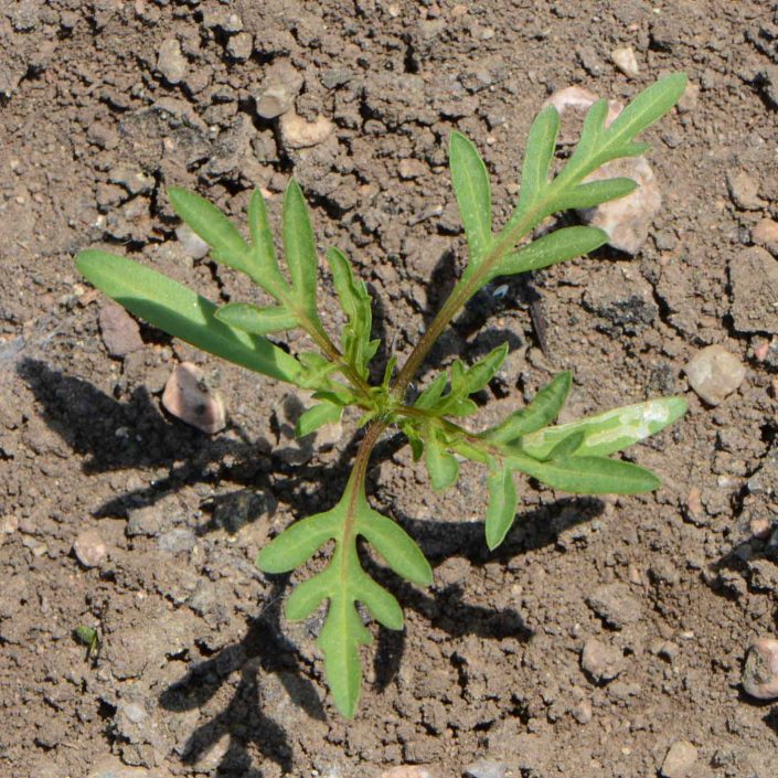Sulphur Cosmos Crest Red (Cosmos sulphureus) | Applewood Seed Co