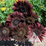 Sunflower Chocolate Cherry (Helianthus annuus) | Applewood Seed Co