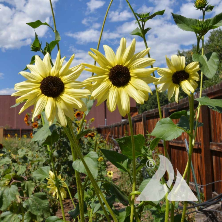Sunflower Ice Cream (Helianthus annuus) | Applewood Seed Company