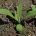 Dwarf Cornflower Polka Dot Mix (Centaurea cyanus) | Applewood Seed Co