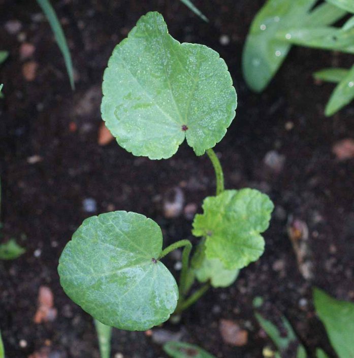 Tree Mallow, Formula Mixed (Lavater trimestris) | Applewood Seed