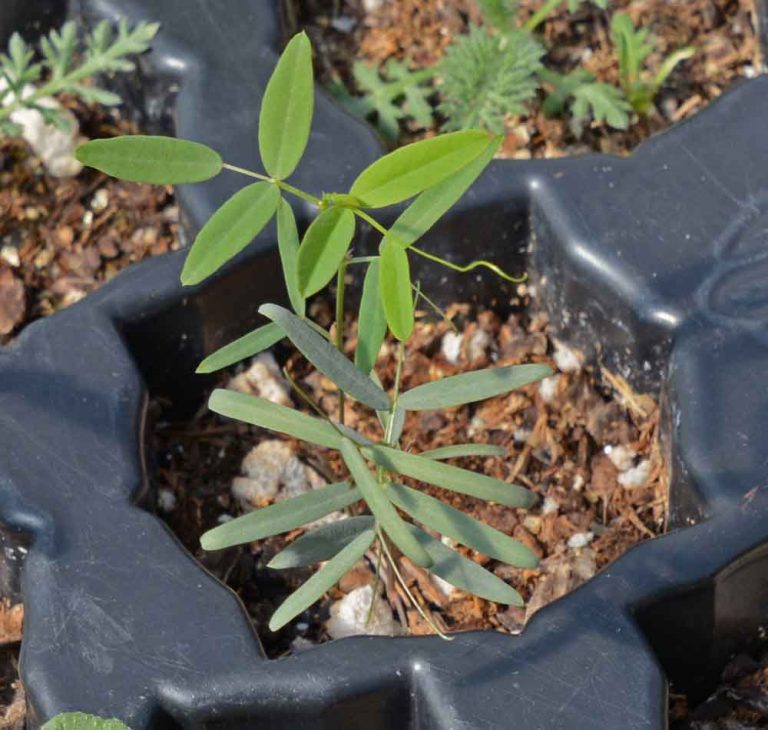 Vetch, American (Vicia americana) | Applewood Seed Company