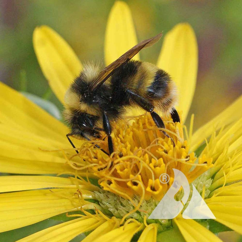 Western-Bumblebee-Bombus-occidentalis-080511_259CC | Applewood Seed Company
