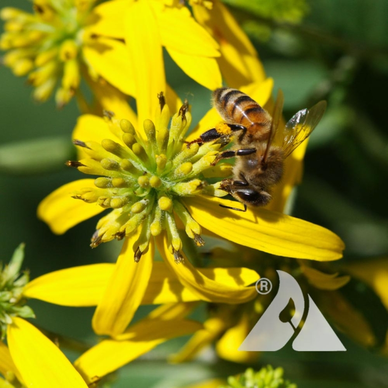 Wingstem (Verbesina alternifolia) | Applewood Seed Company