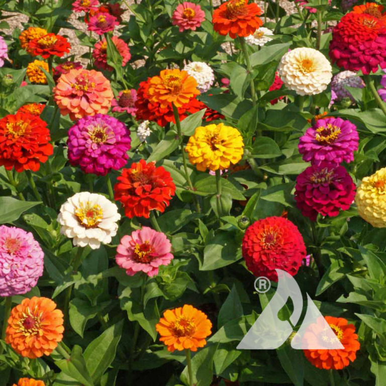 Zinnia Pumila Mix (Zinnia elegans) | Applewood Seed Company