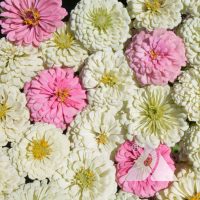 Specialty Zinnia Mixes | Applewood Seed Company