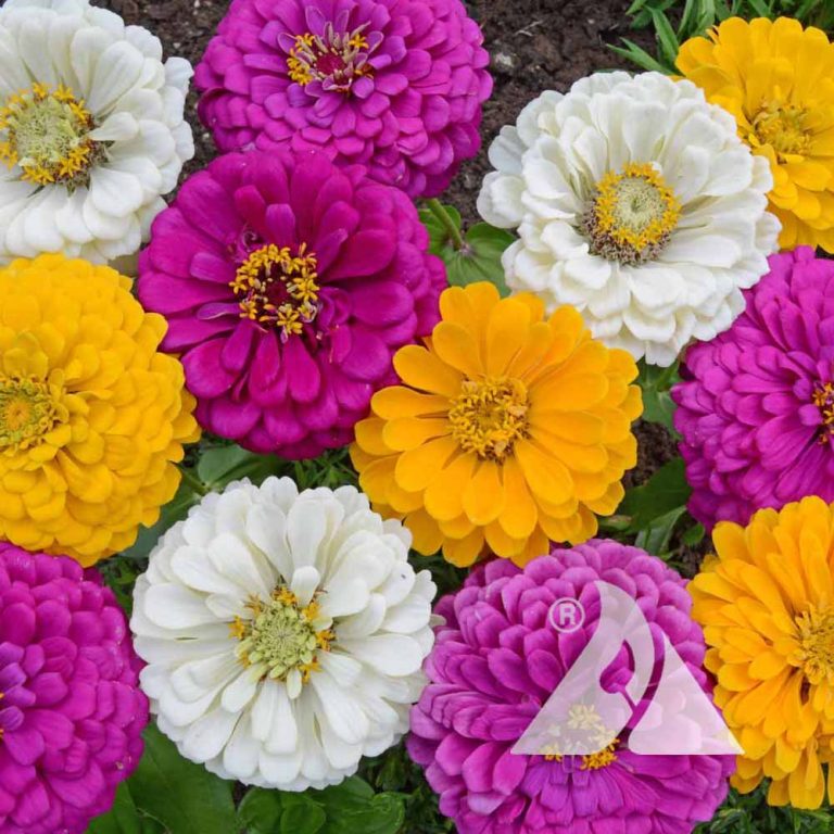 Specialty Zinnia Mixes | Applewood Seed Company