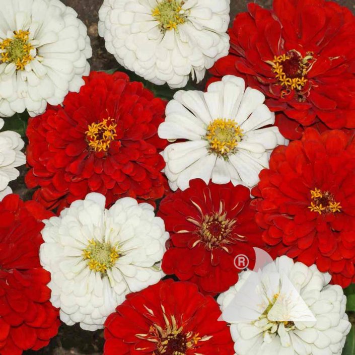 Specialty Zinnia Mixes | Applewood Seed Company